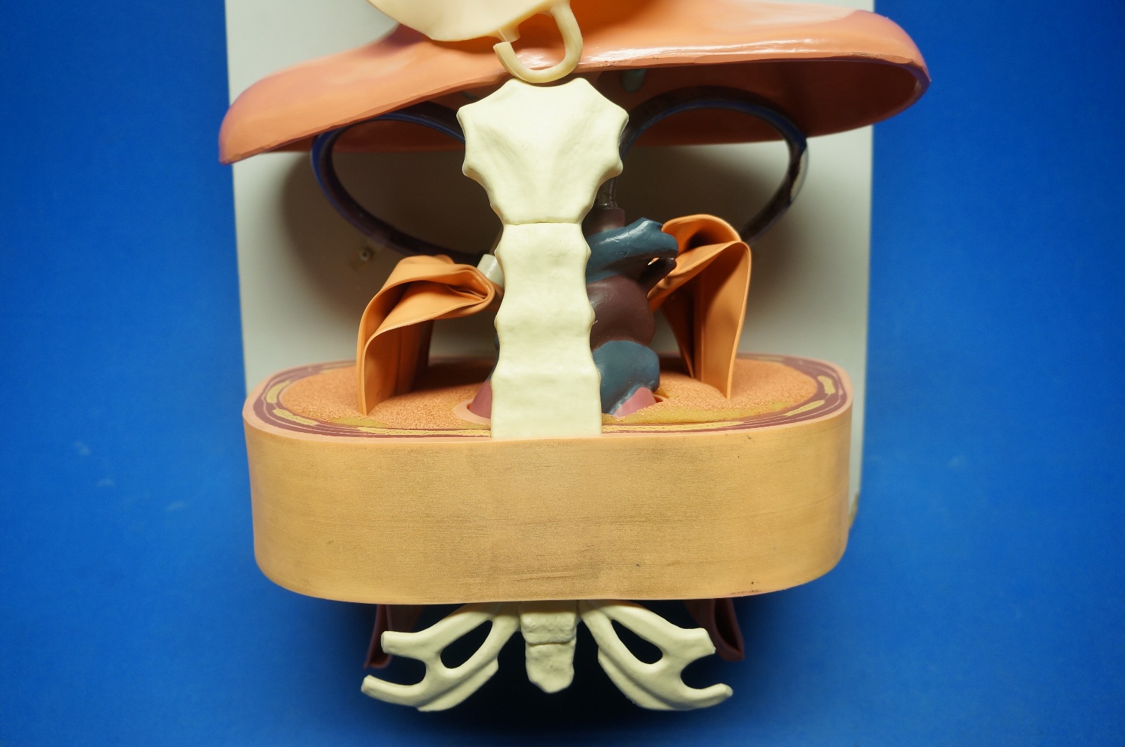 Asmund S.Laerdal Anatomical Training Anne, Manikin Female Anatomic | eBay