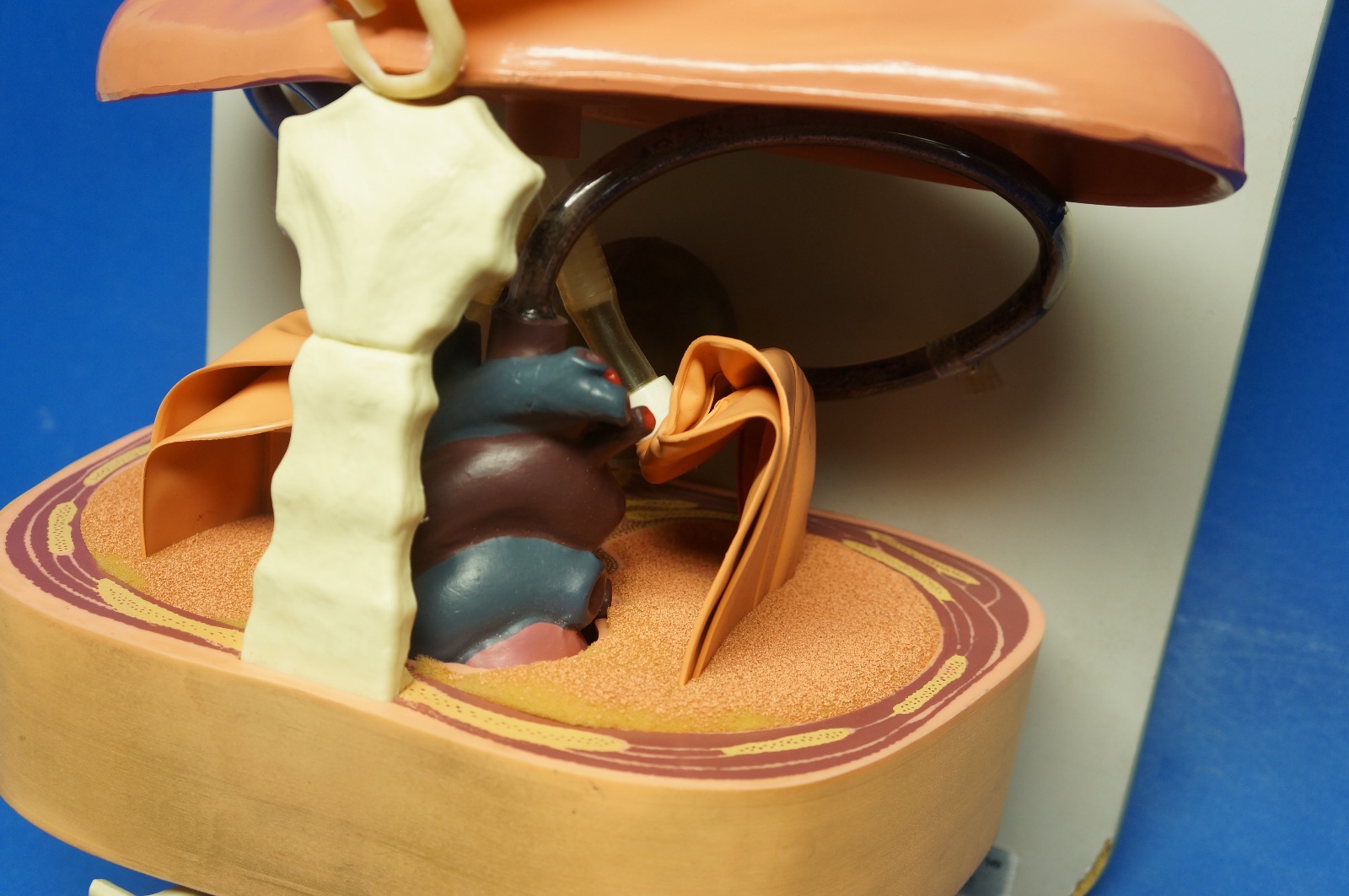 Asmund S.Laerdal Anatomical Training Anne, Manikin Female Anatomic | eBay